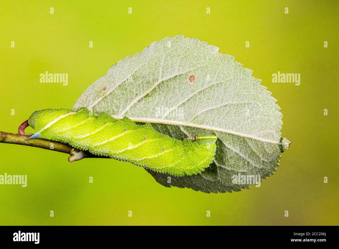 The larva of an eyed hawk moth on apple leaves Stock Photo - Alamy