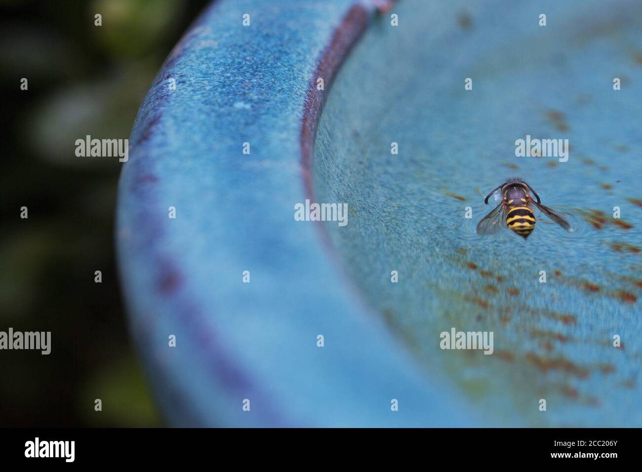 A dead bee floating in a birdbath Stock Photo - Alamy