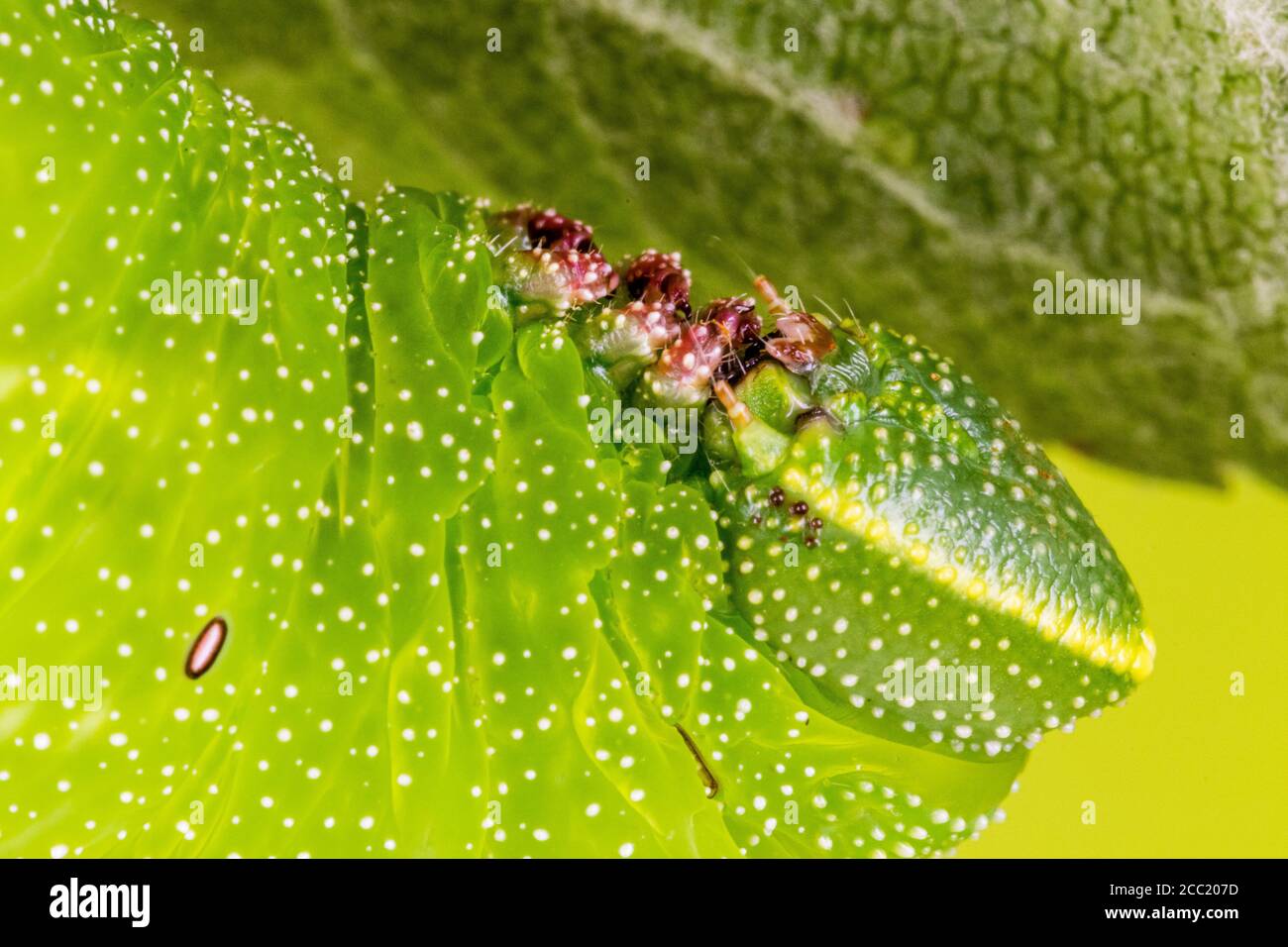 The larva of an eyed hawk moth on apple leaves Stock Photo - Alamy