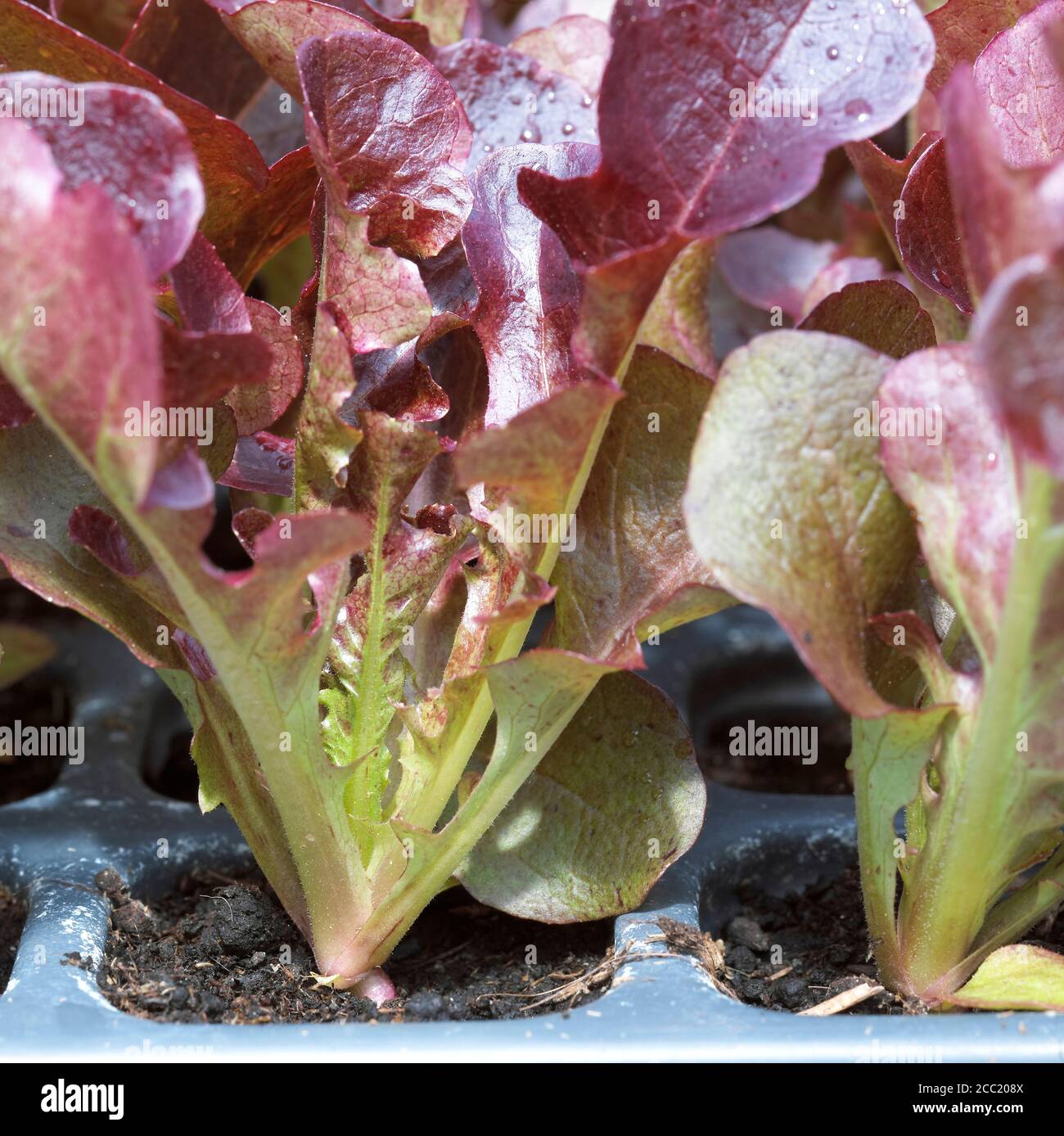 Oak leaf lettuce hi-res stock photography and images - Alamy