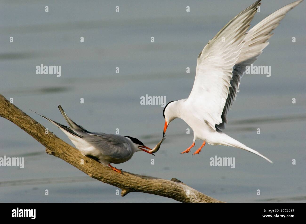 Swallow river flying hi-res stock photography and images - Alamy