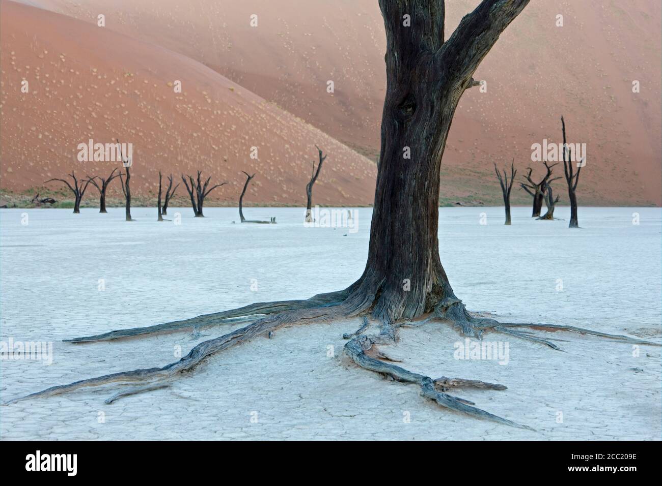 Africa namibia deadvlei dead trees hi-res stock photography and images ...