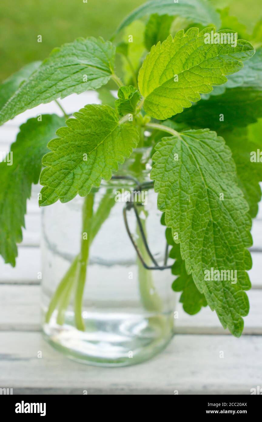 Lemon balm in glass jar Stock Photo - Alamy