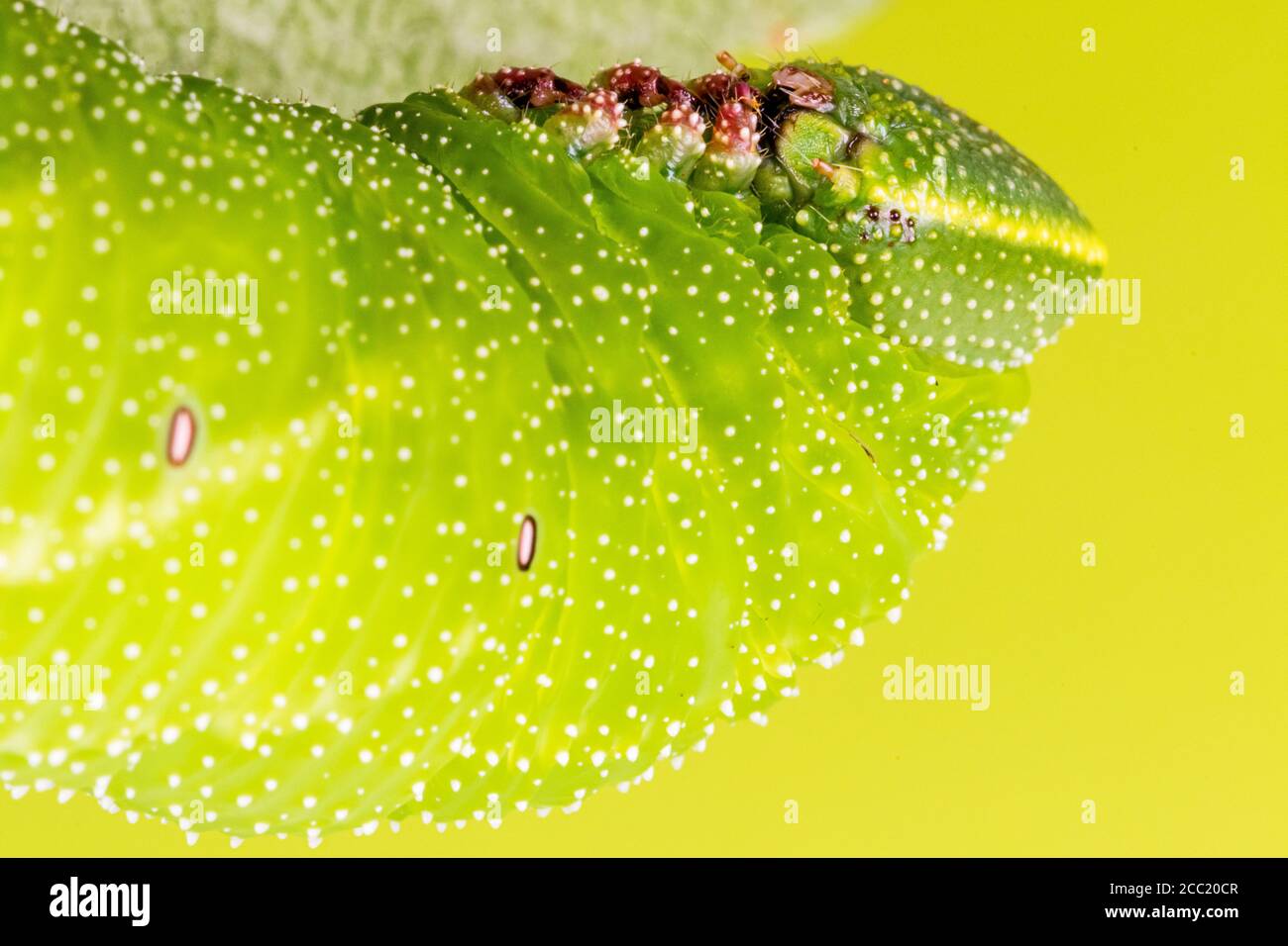 The larva of an eyed hawk moth on apple leaves Stock Photo - Alamy