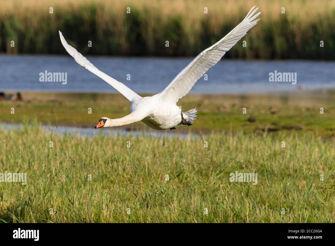 Flying grass hi-res stock photography and images - Alamy