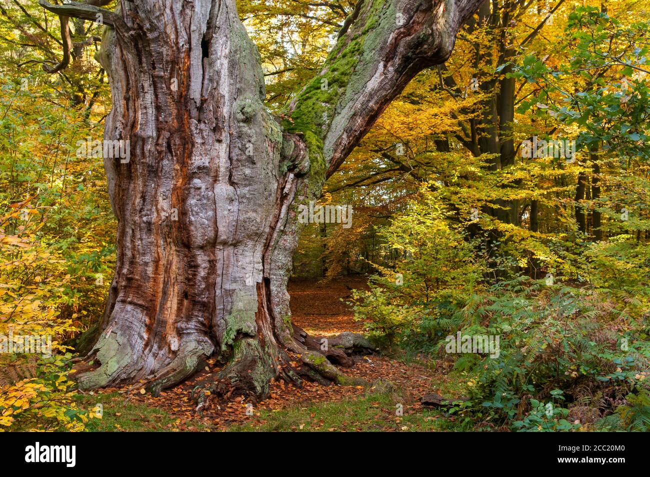 Sababurg nature reserve hi-res stock photography and images - Alamy