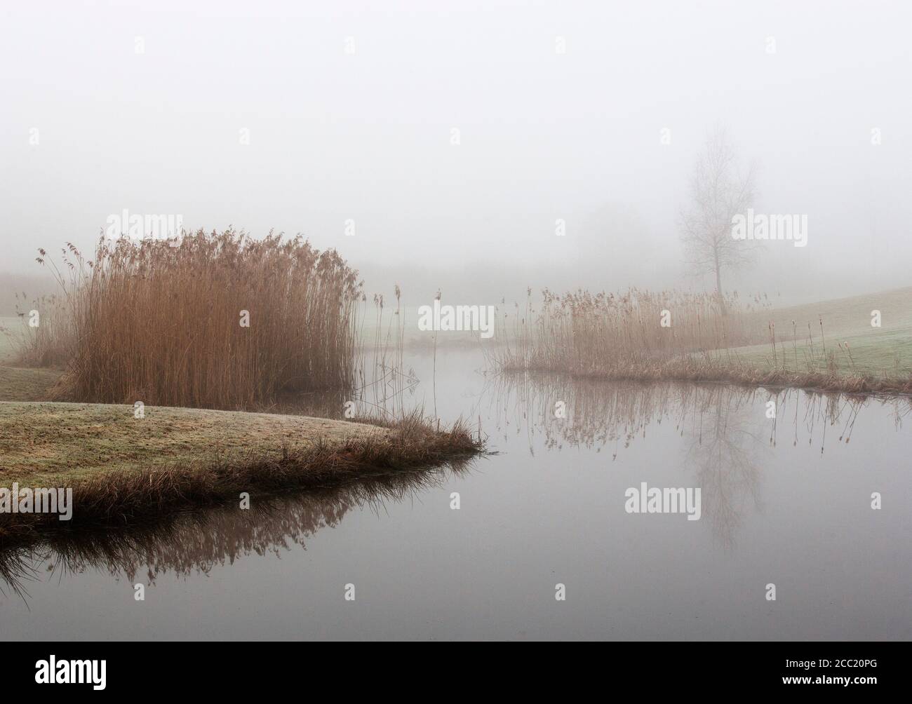 Reed in pond hi-res stock photography and images - Alamy