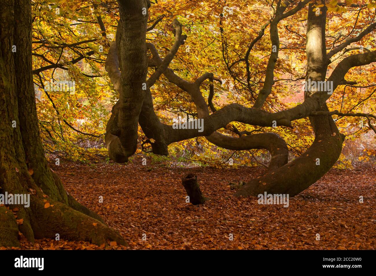 Beech tree in autumn hi-res stock photography and images - Alamy