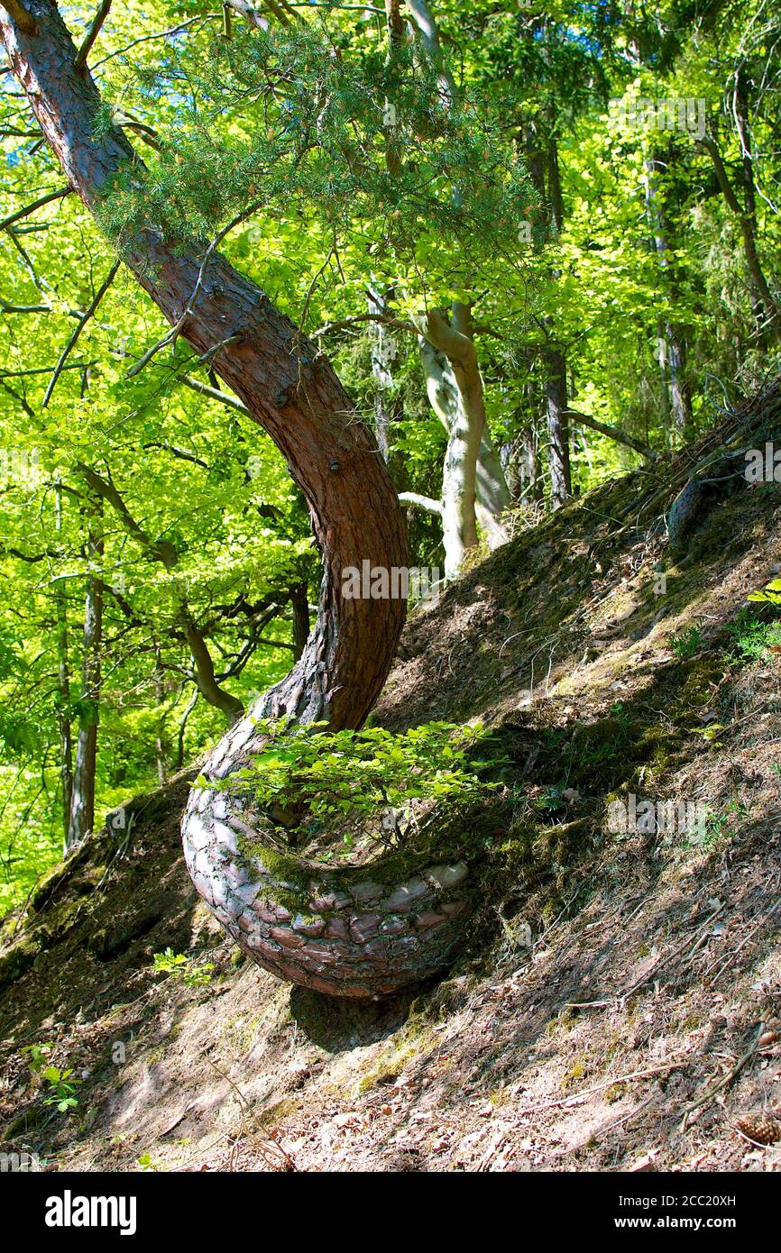 Crippled pine tree in kellerwald national park hi-res stock photography ...