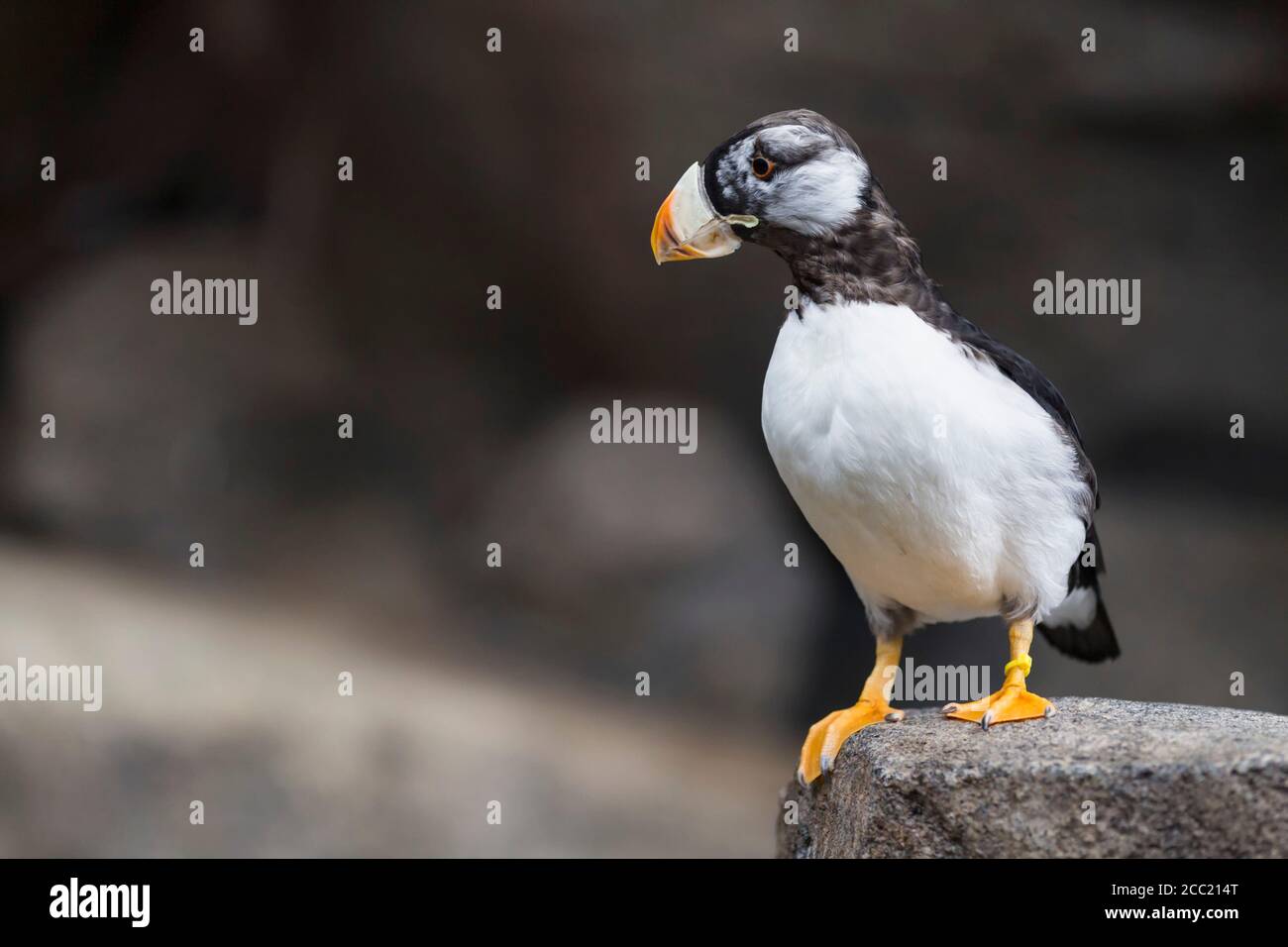 USA, Alaska, Horned Puffin perching on rock,Fratercula corniculata ...
