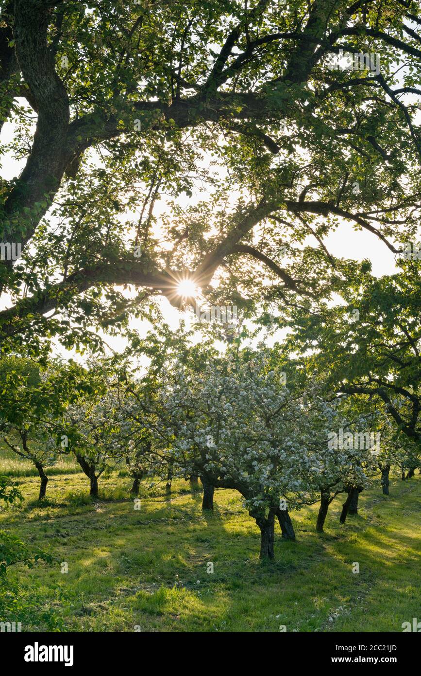 Germany, Bavaria, Fruit trees in blossom with sun peeping through ...