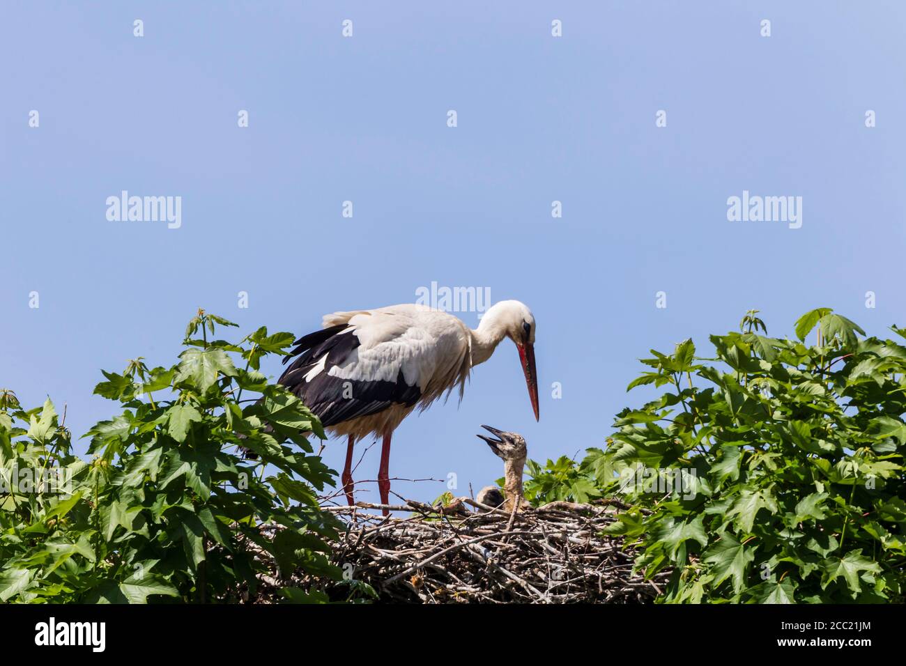 Storks in nest hi-res stock photography and images - Alamy