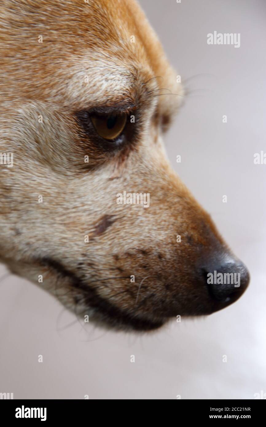 Closeup shot of cute brown dog on blurred background Stock Photo - Alamy