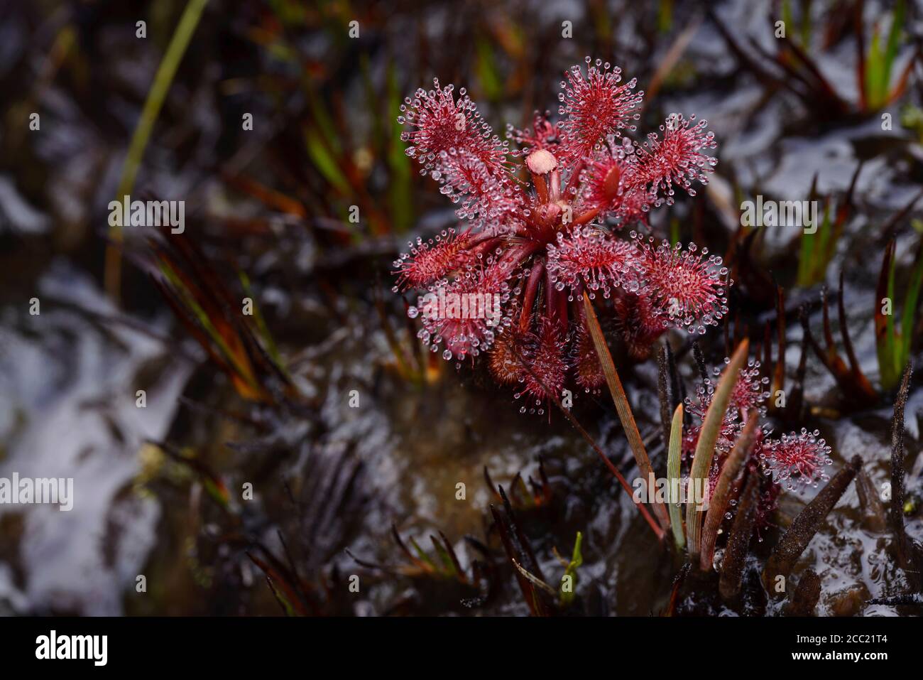 Venezuela, Sundew plant at Roraima Tepui Stock Photo - Alamy