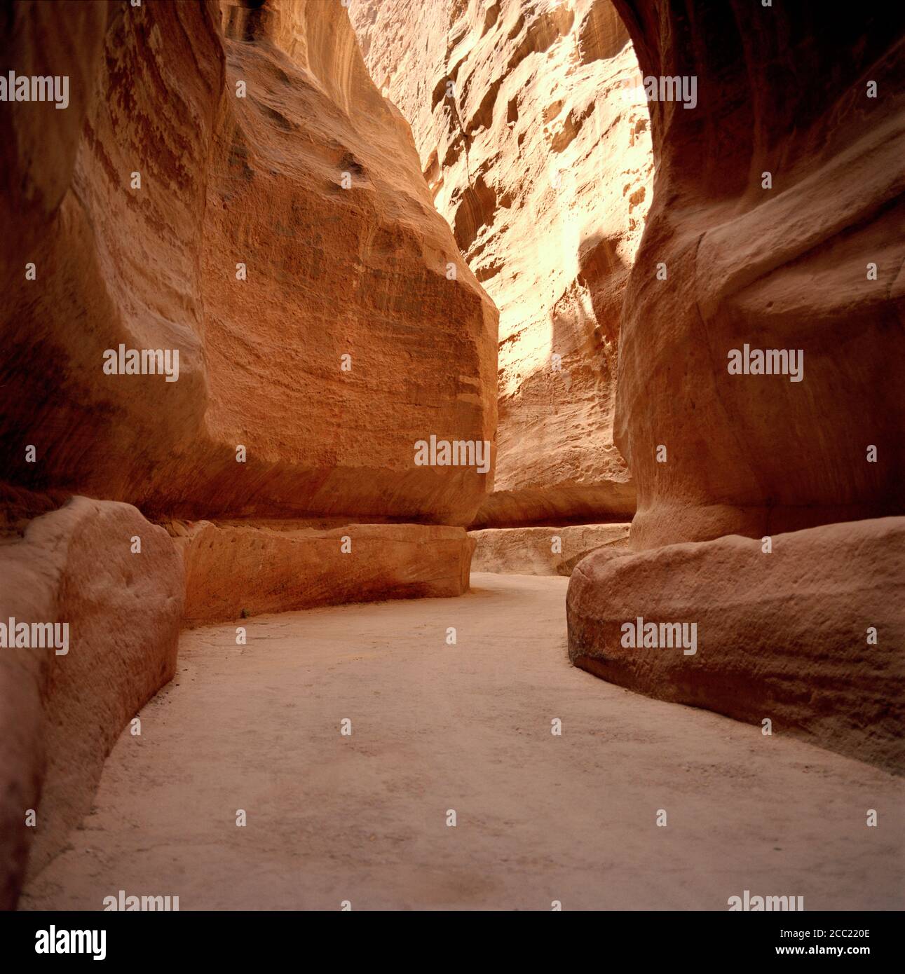 Rum tree hi-res stock photography and images - Alamy