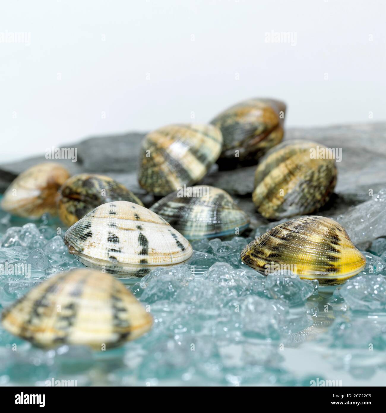 Clam shells hi-res stock photography and images - Alamy
