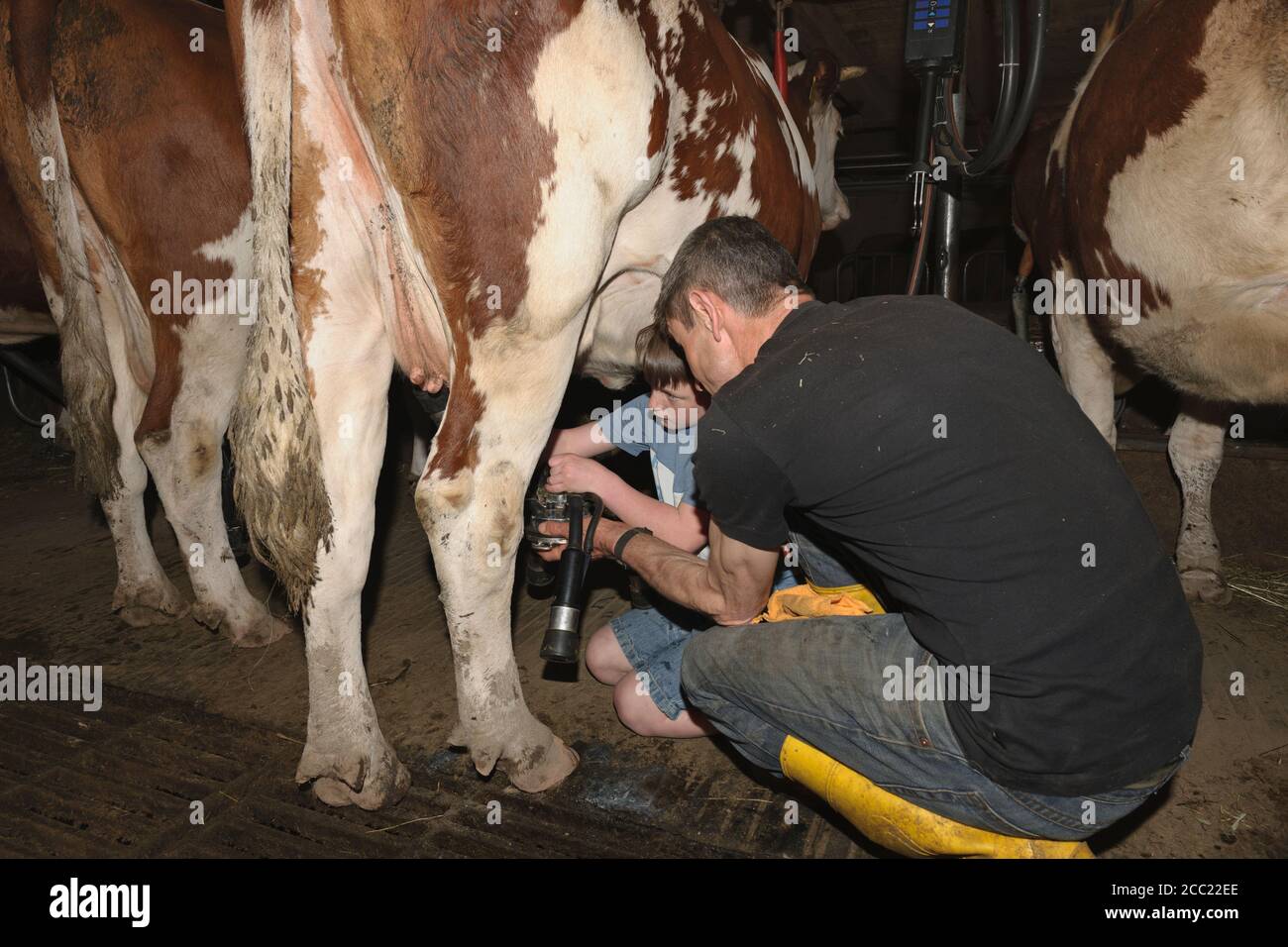 Mature man and boy milking cow by using machine hi-res stock ...