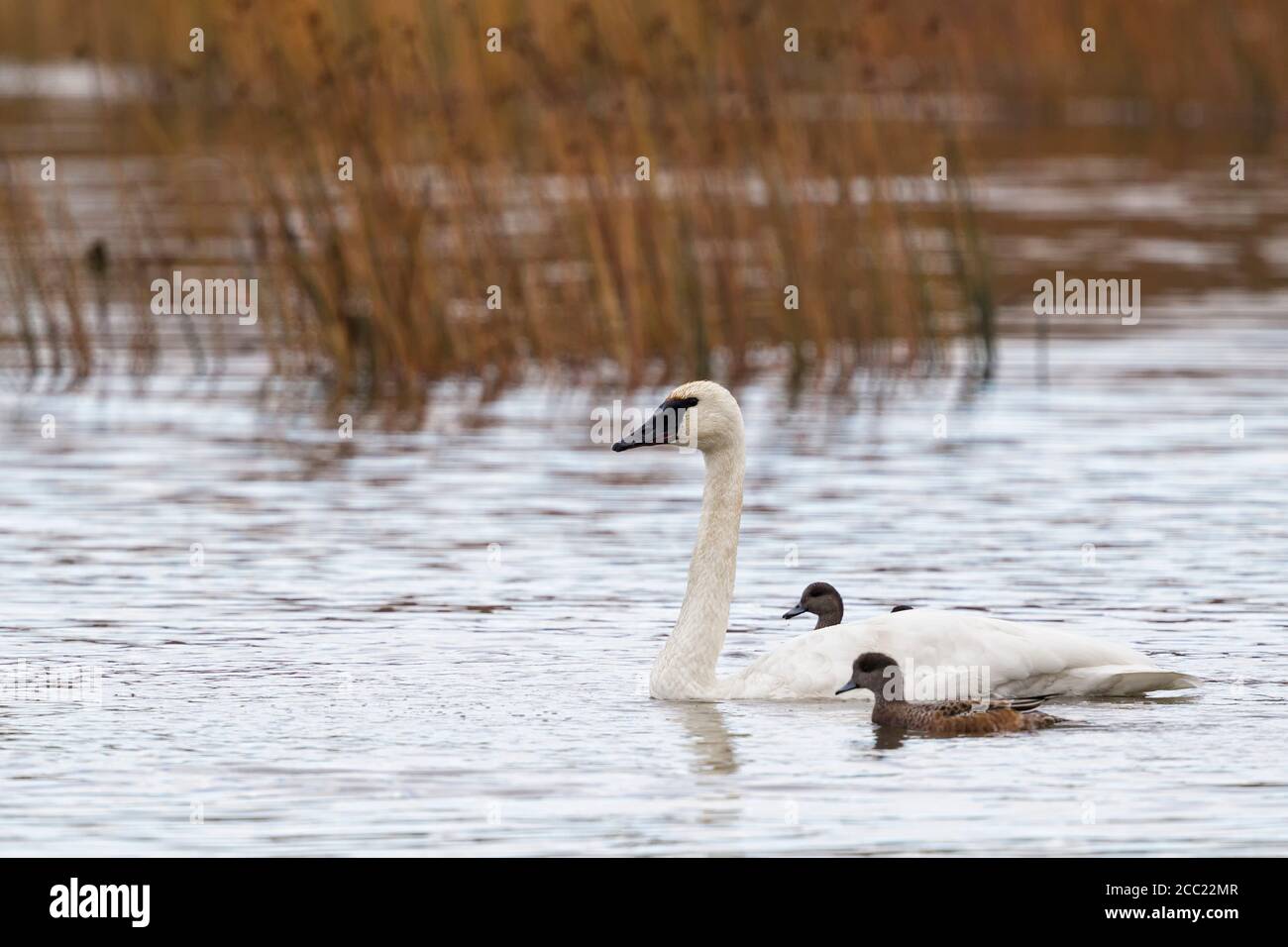 USA, Alaska, Trumpeter Swan and Stellers Eider in water Stock Photo - Alamy