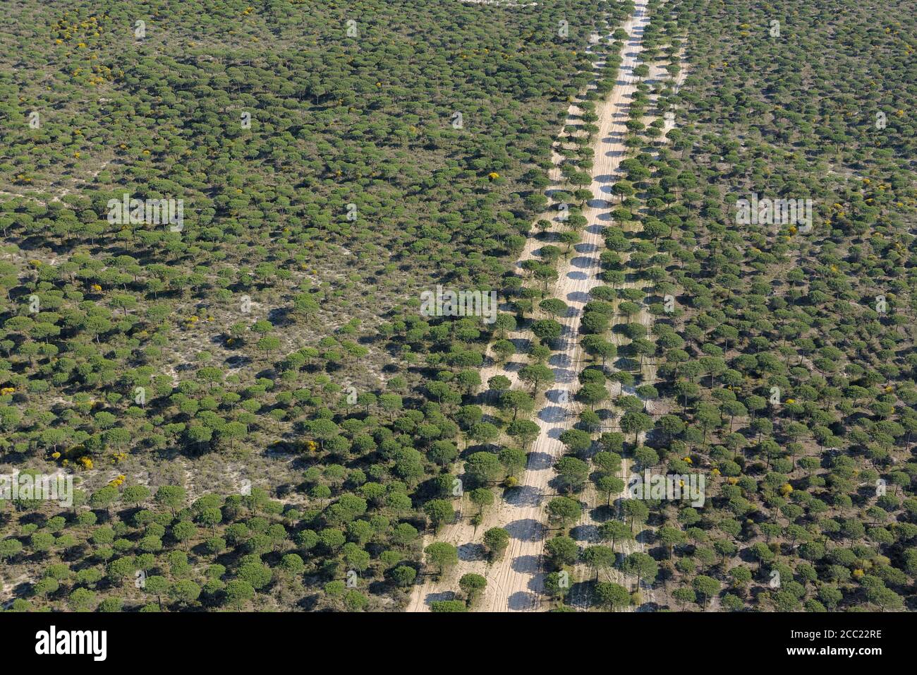 Spain, Andalusia, View of pine forest Stock Photo - Alamy
