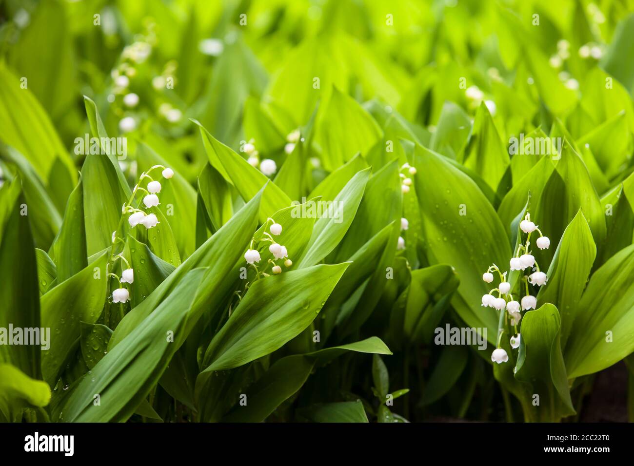 Germany, Hesse, Leaf of lily, close up Stock Photo - Alamy