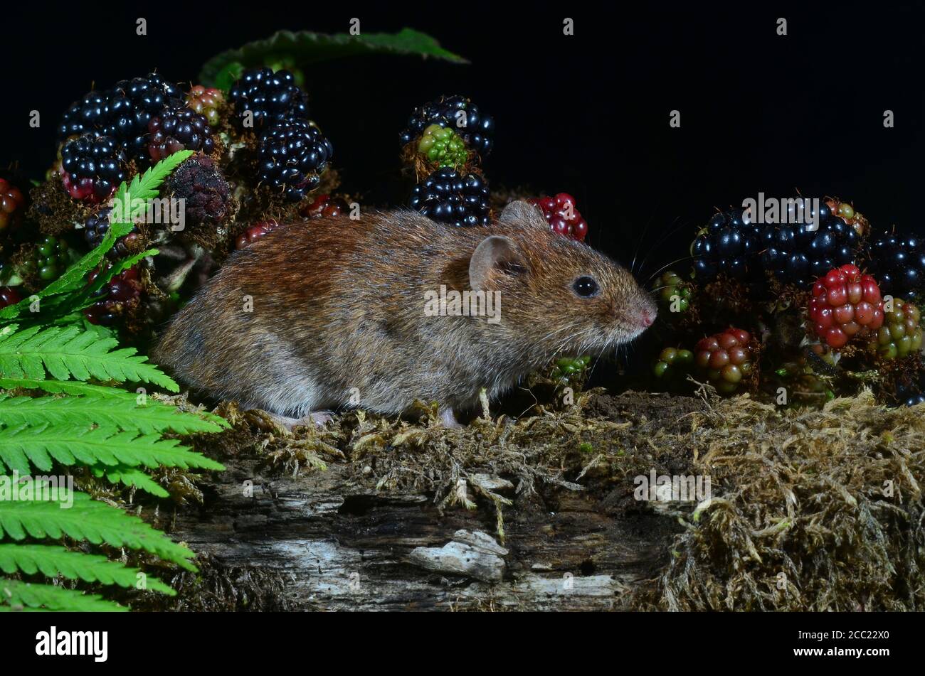 Clethrionomys glareplus hi-res stock photography and images - Alamy