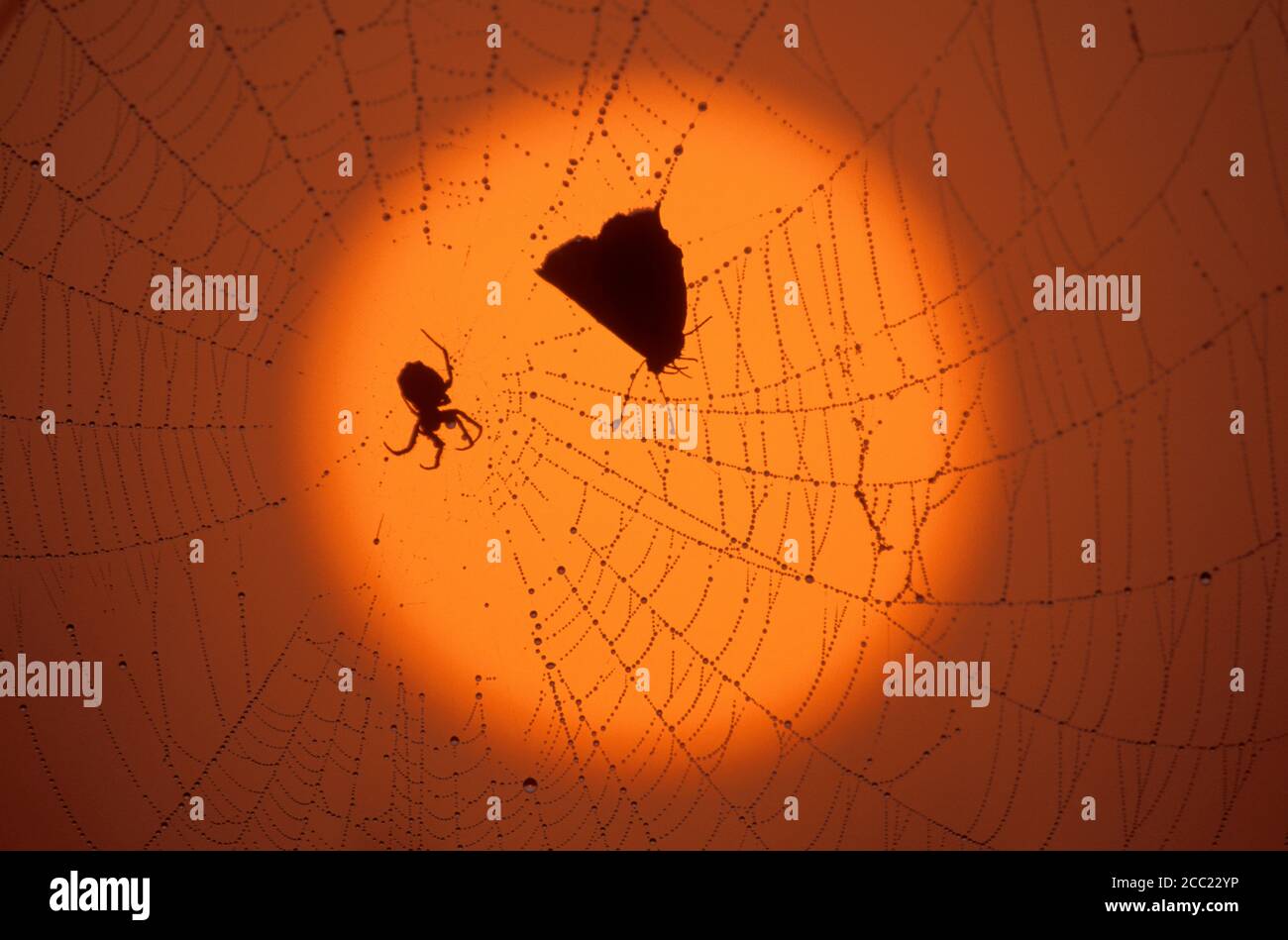 Spider in cobweb Stock Photo - Alamy