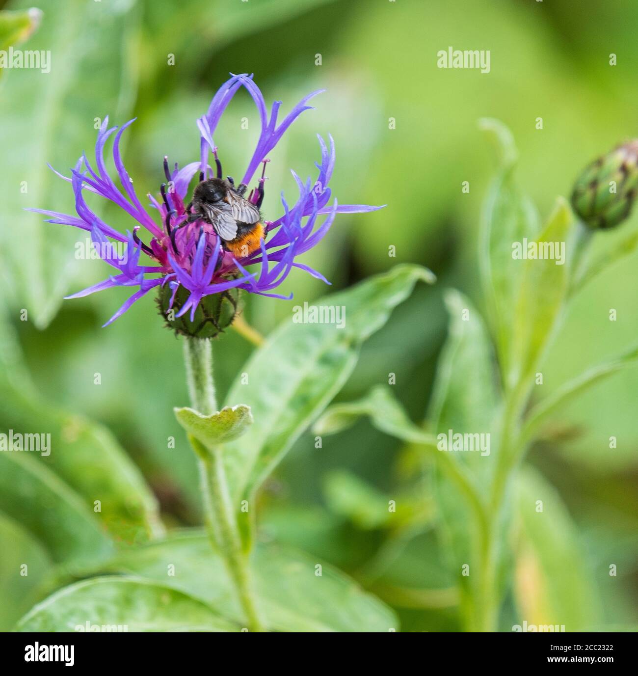 Landed on plant hi-res stock photography and images - Alamy