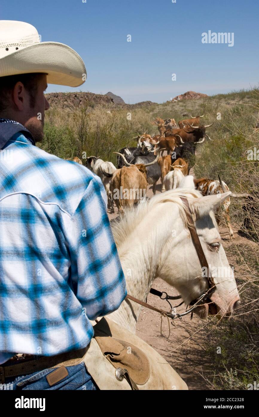 American longhorn close up hi-res stock photography and images - Alamy