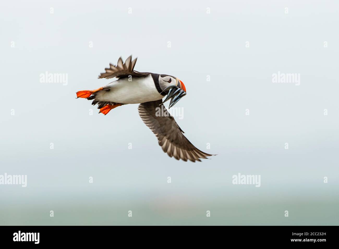 Puffin flying hi-res stock photography and images - Alamy