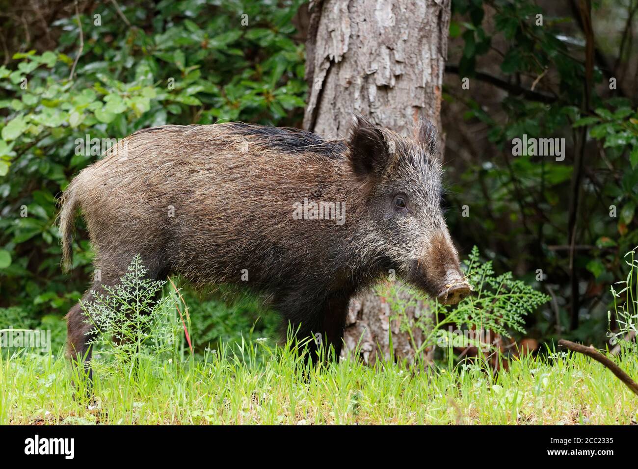 Wild boar in dilek national park hi-res stock photography and images ...