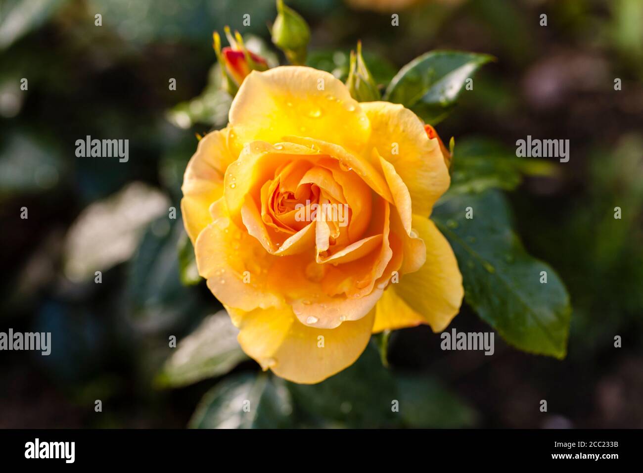 Water drop on amber rose flowers hi-res stock photography and images ...