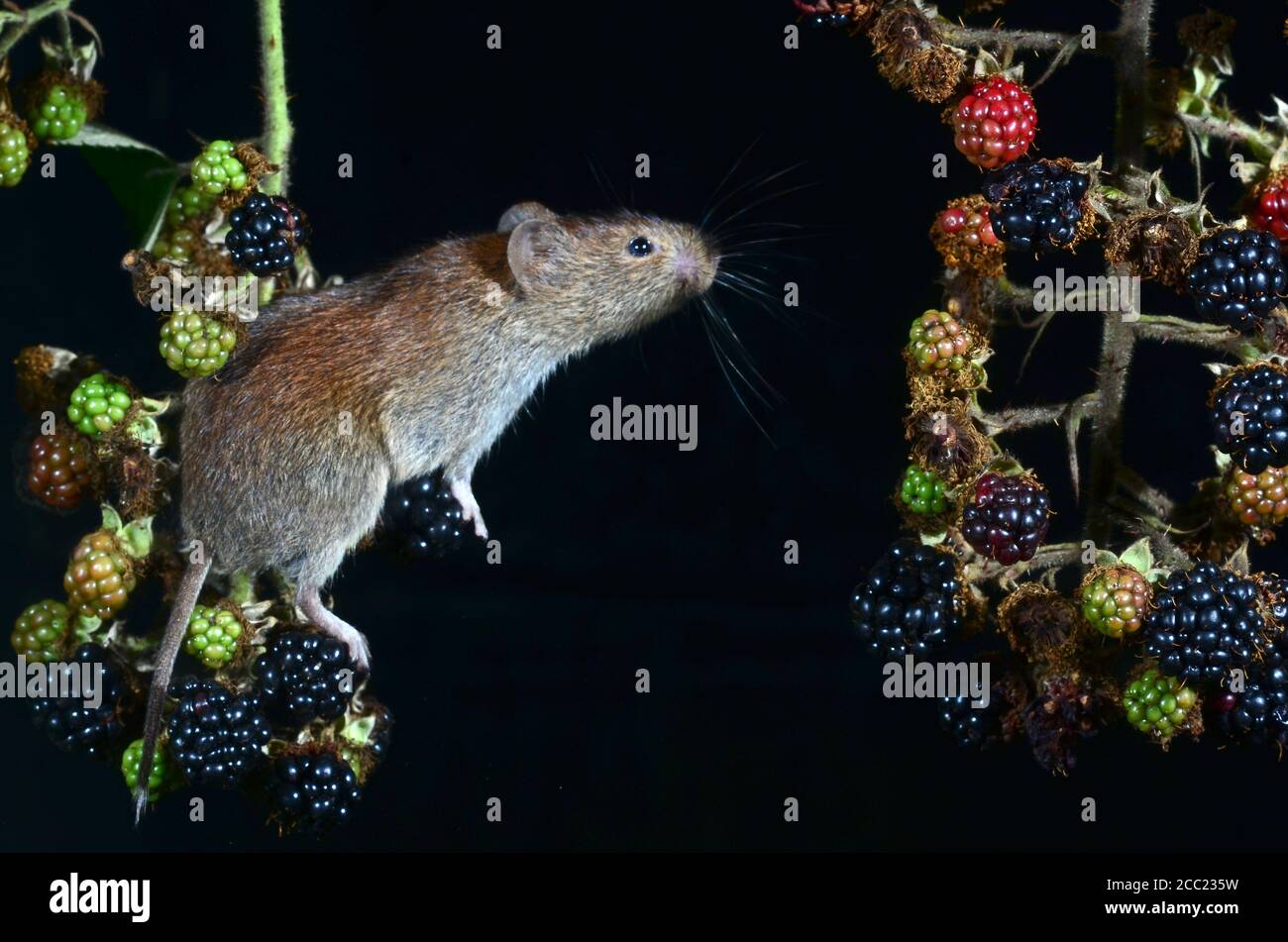 Voles clethrionomys glareplus hi-res stock photography and images - Alamy