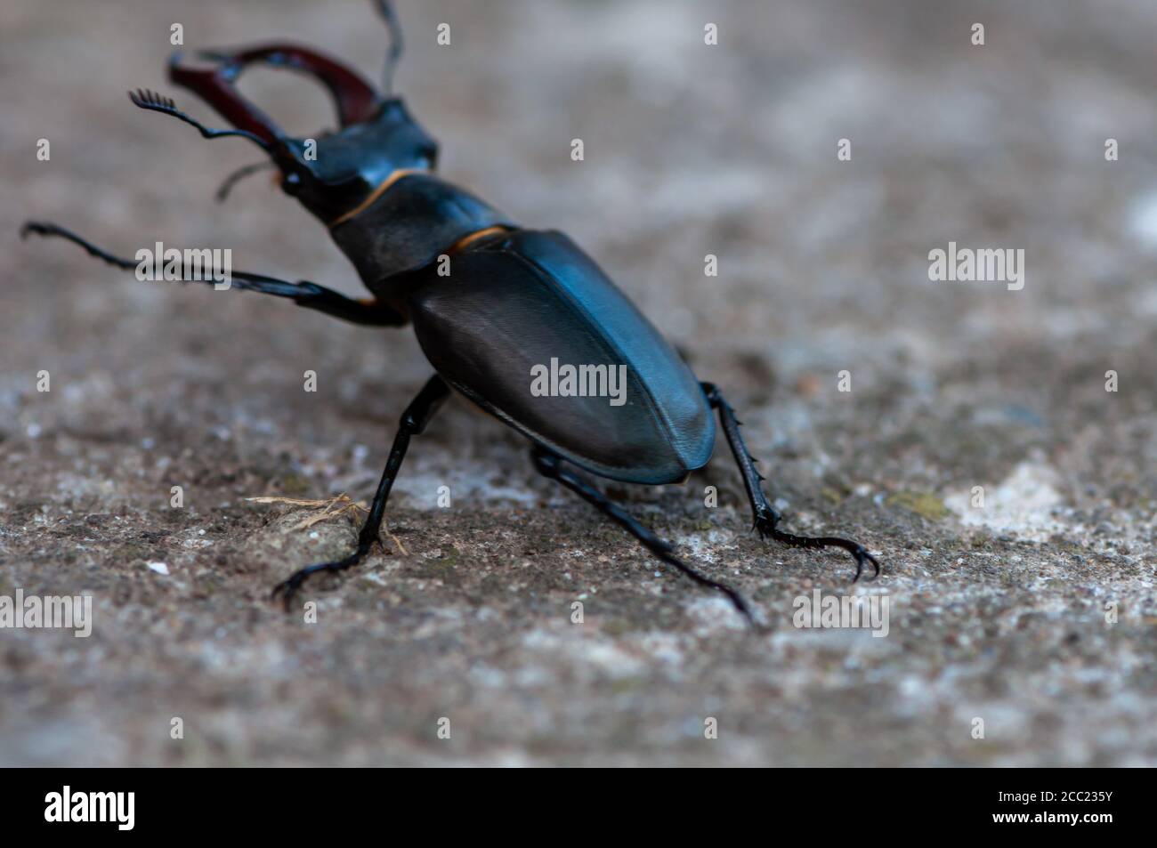 Close-up of a stag beetle walking on the ground Stock Photo - Alamy