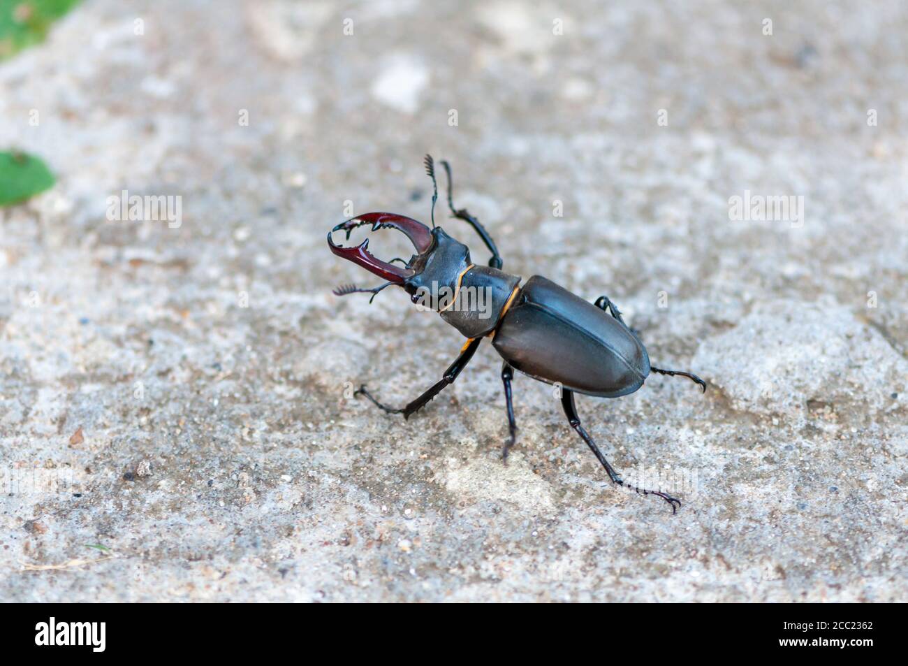 Close-up of a stag beetle walking on the ground Stock Photo - Alamy