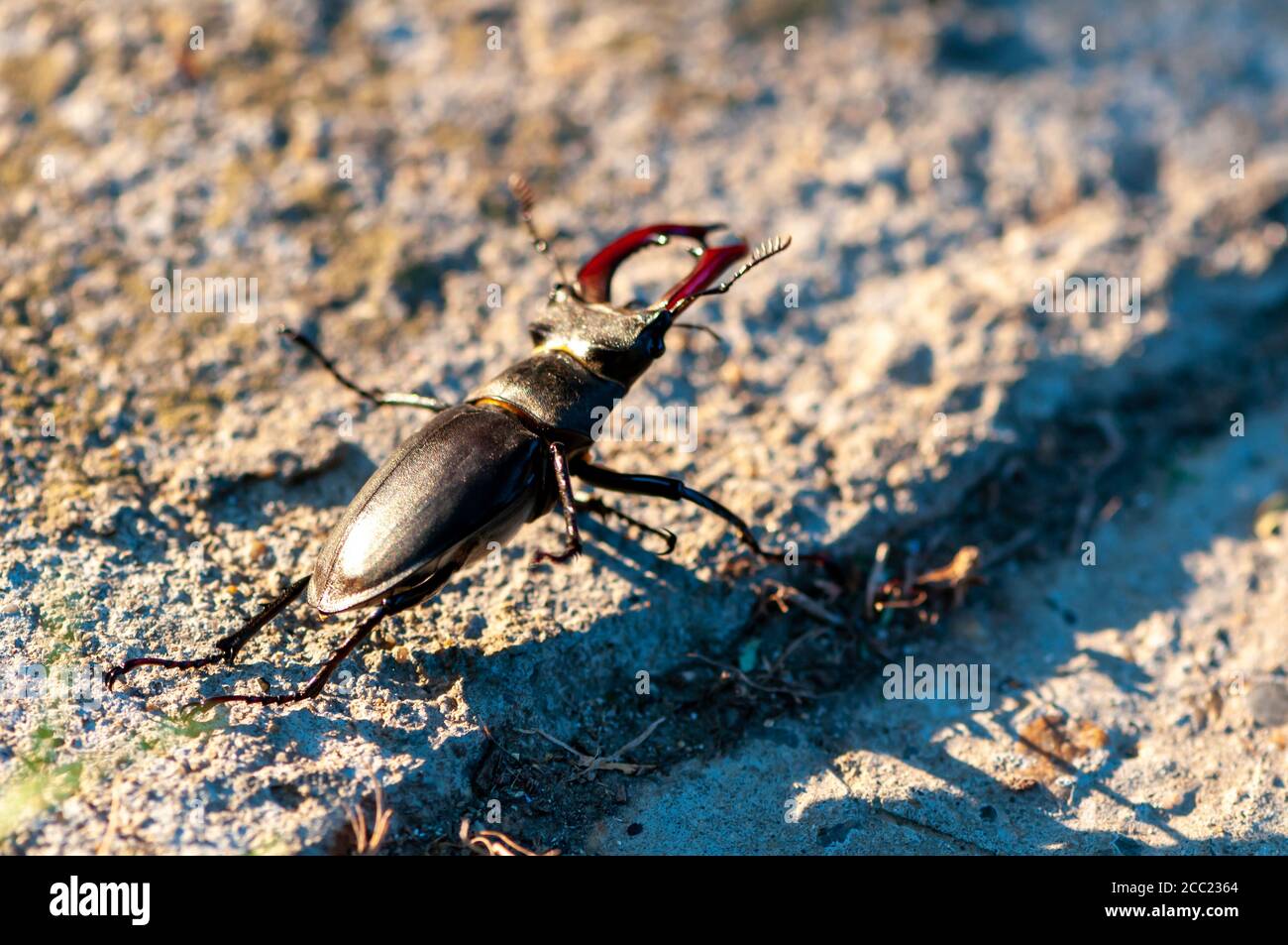 Close-up of a stag beetle walking on the ground Stock Photo - Alamy