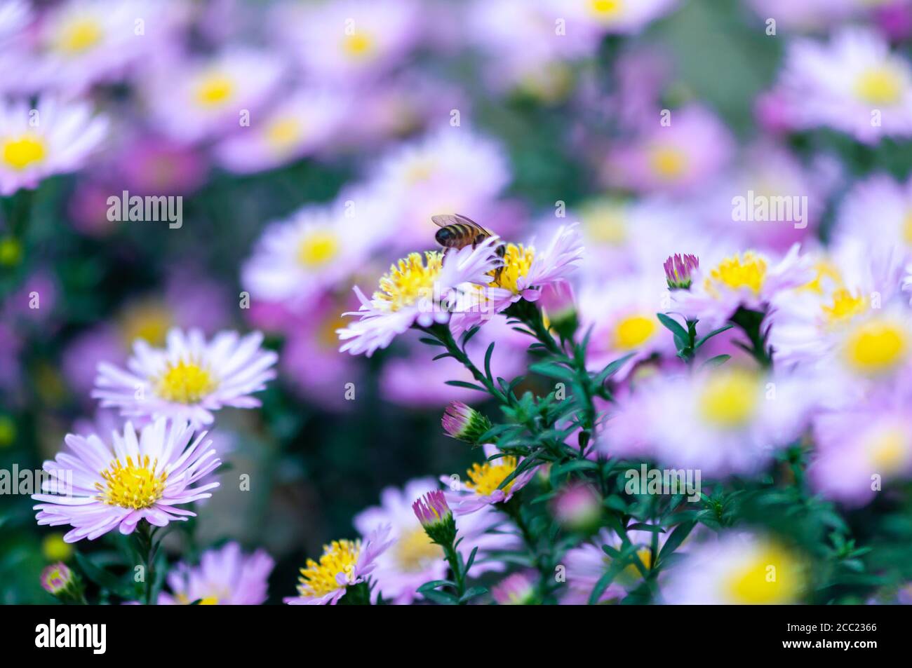 Close-up of pink common daisy in a garden. Bee collecting pollen ...
