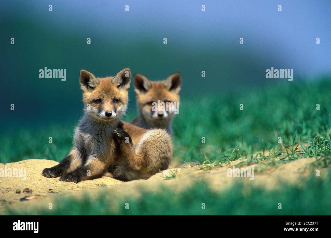 young red foxes Stock Photo - Alamy