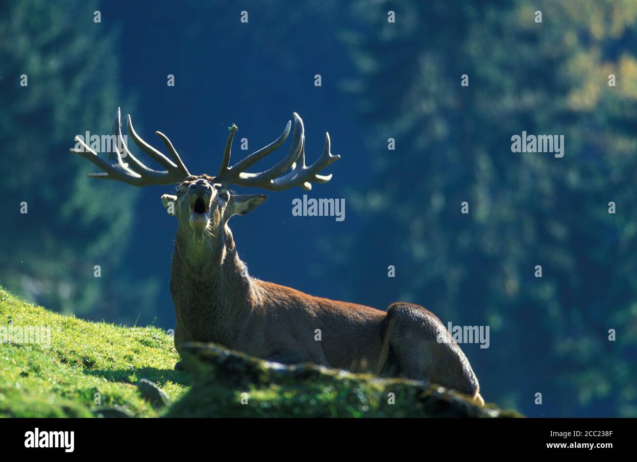 Red deer side view hi-res stock photography and images - Alamy