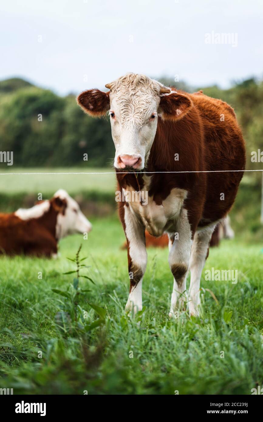 Guernsey cattle hi-res stock photography and images - Alamy