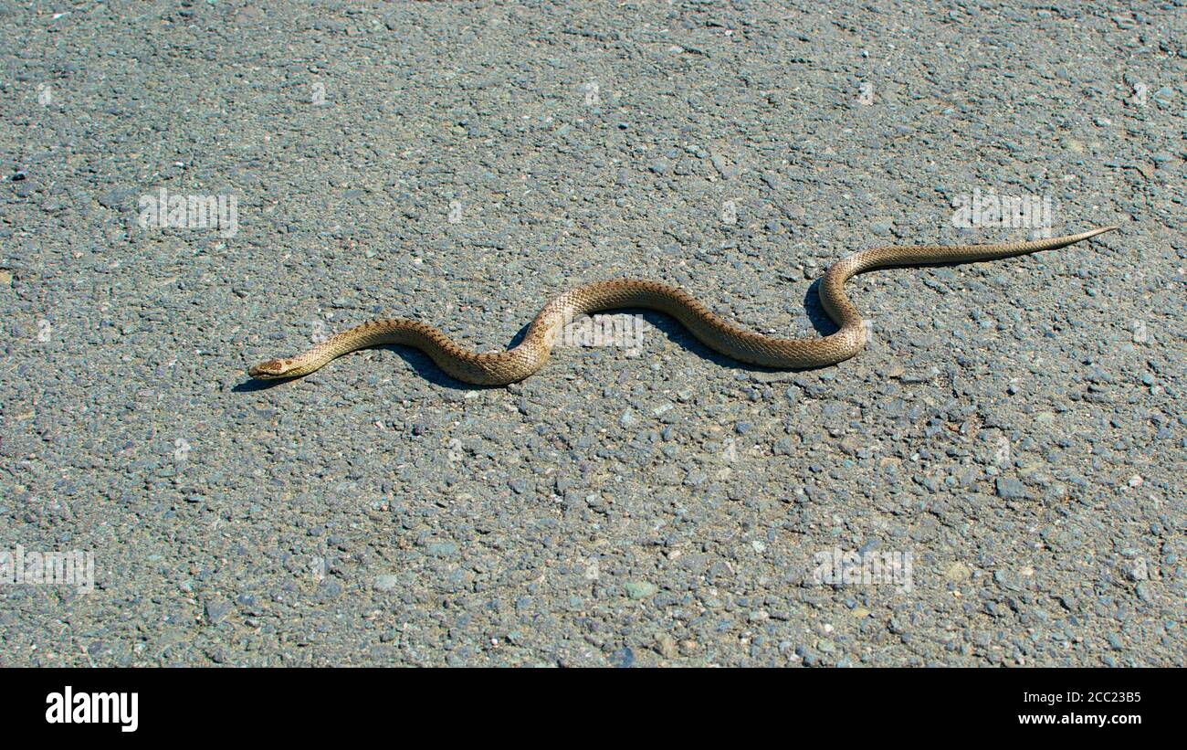 Smooth snake hi-res stock photography and images - Alamy