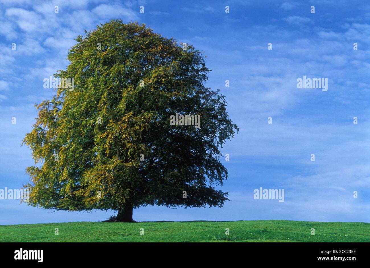 Grass on beech hi-res stock photography and images - Alamy