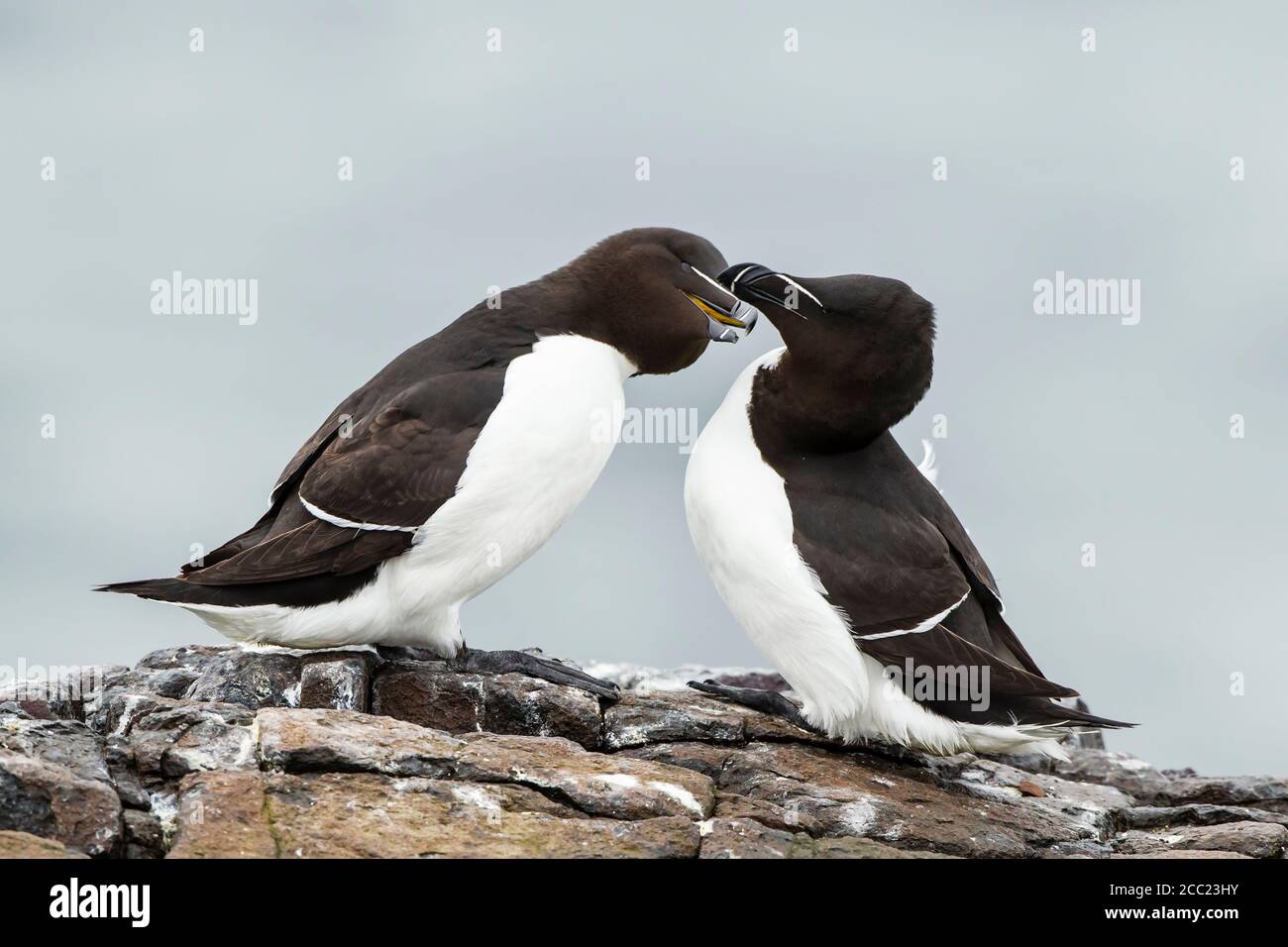 Razorbill photography hi-res stock photography and images - Alamy