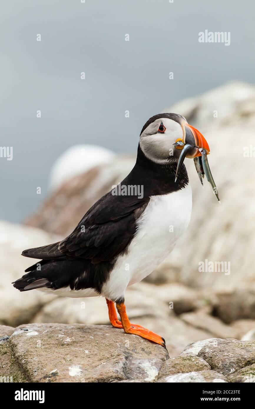 England, Northumberland, Puffins carrying fish in mouth at Farne ...
