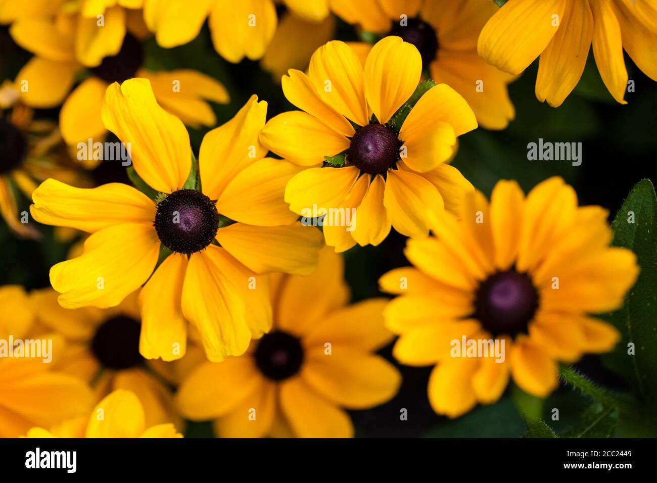 Three lobed leaf hi-res stock photography and images - Alamy