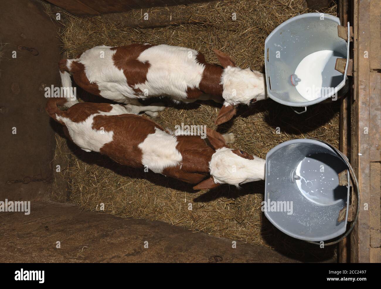 Young calves drink from bucket hi-res stock photography and images - Alamy