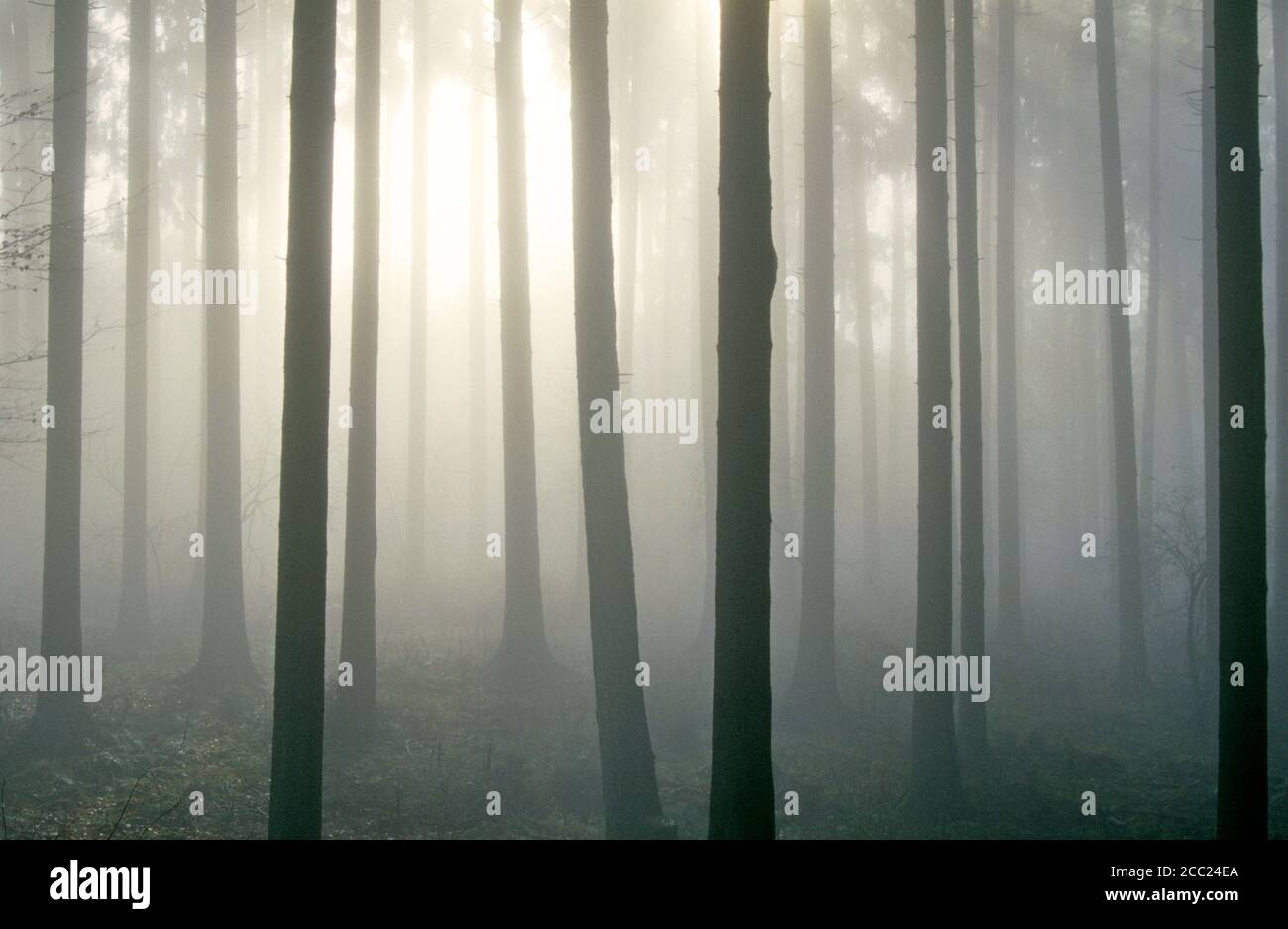 Germany autumn trees hi-res stock photography and images - Alamy