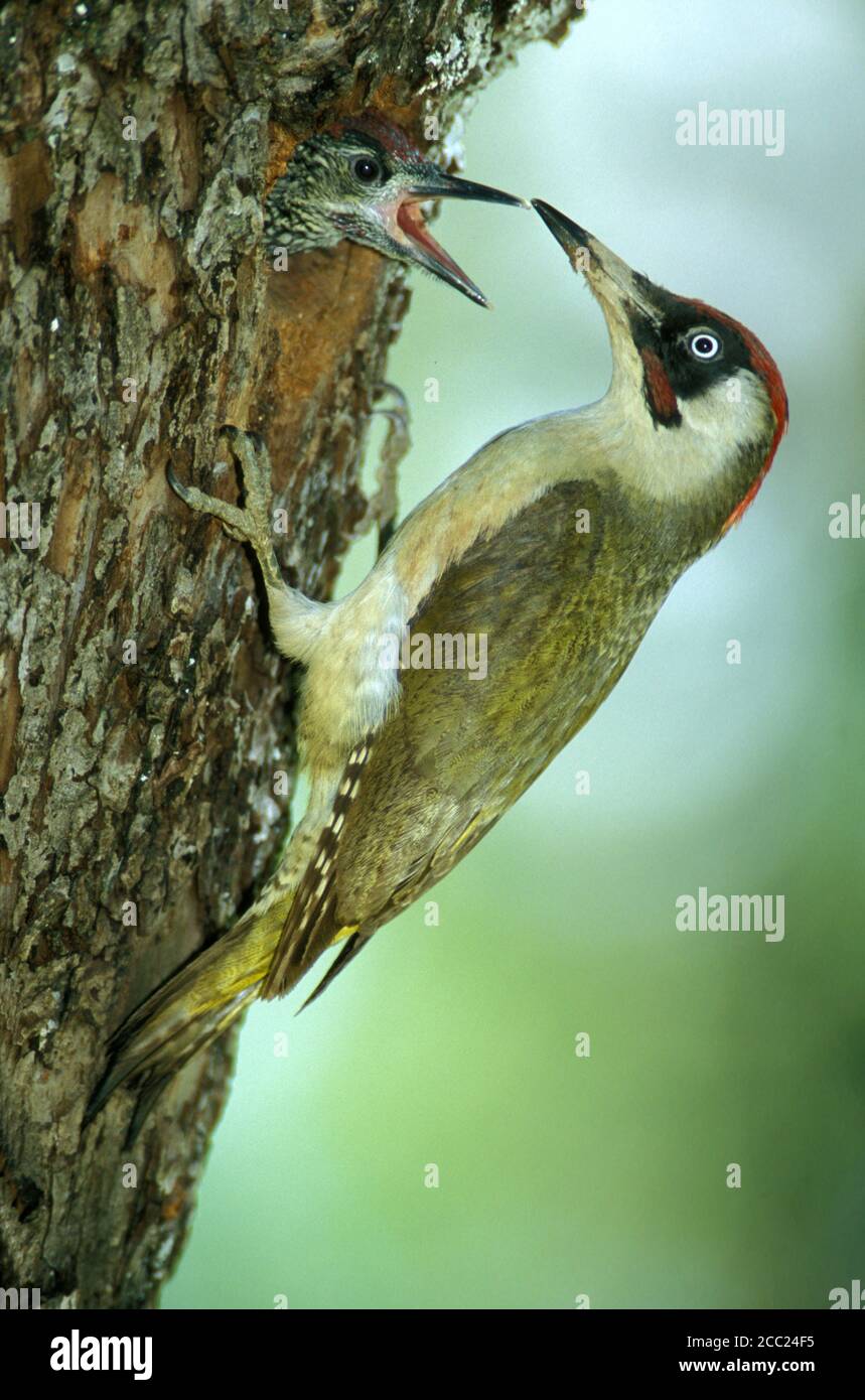 Green Woodpecker feeding Stock Photo - Alamy