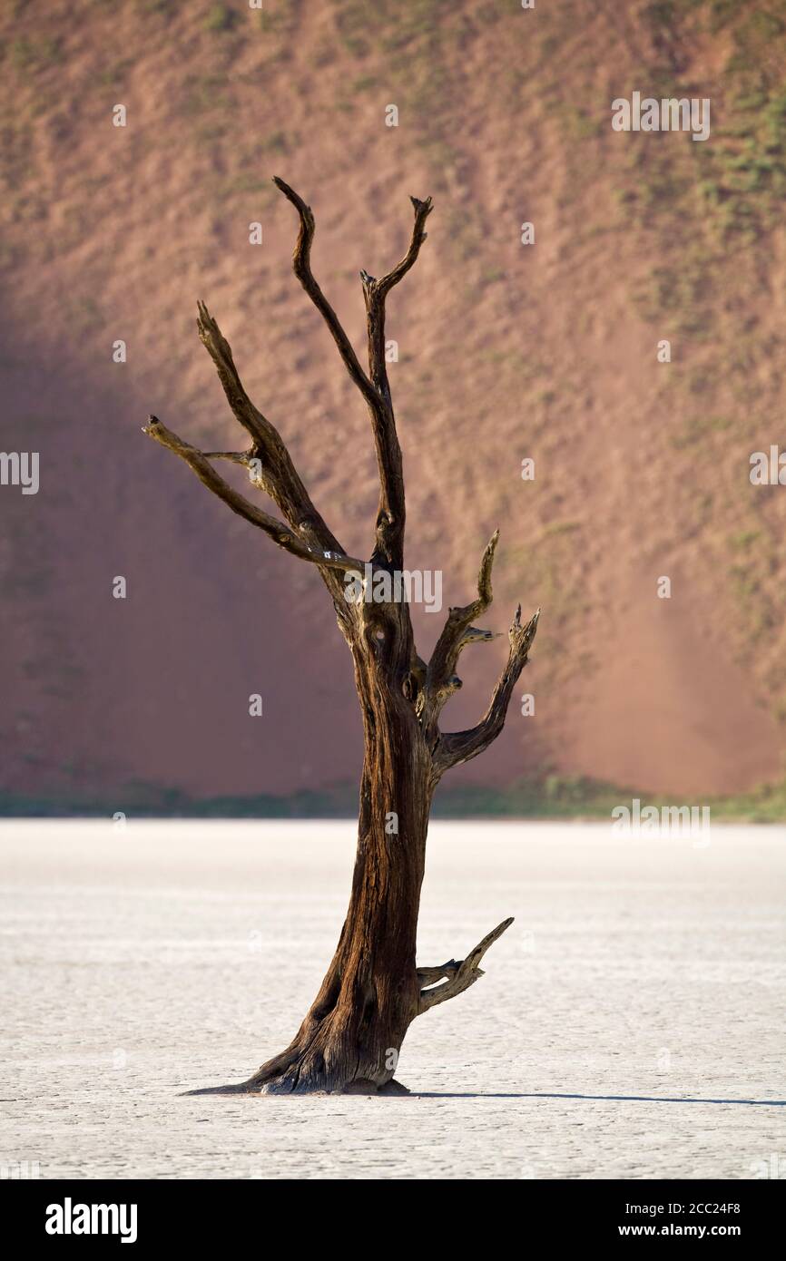 Africa namibia deadvlei dead trees hi-res stock photography and images ...