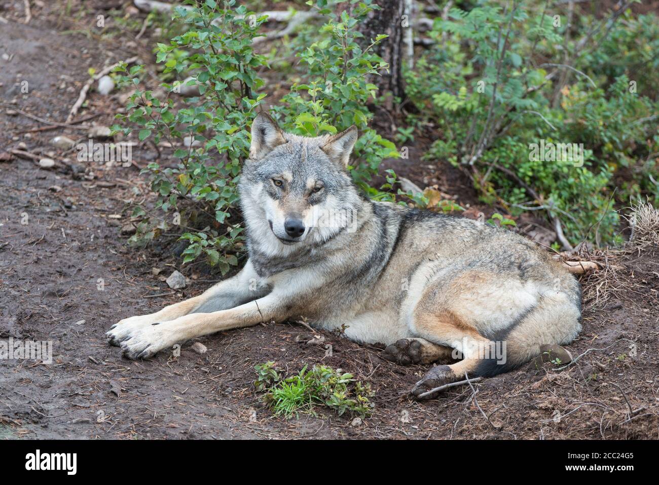 Norway, Wolf resting and looking away Stock Photo - Alamy