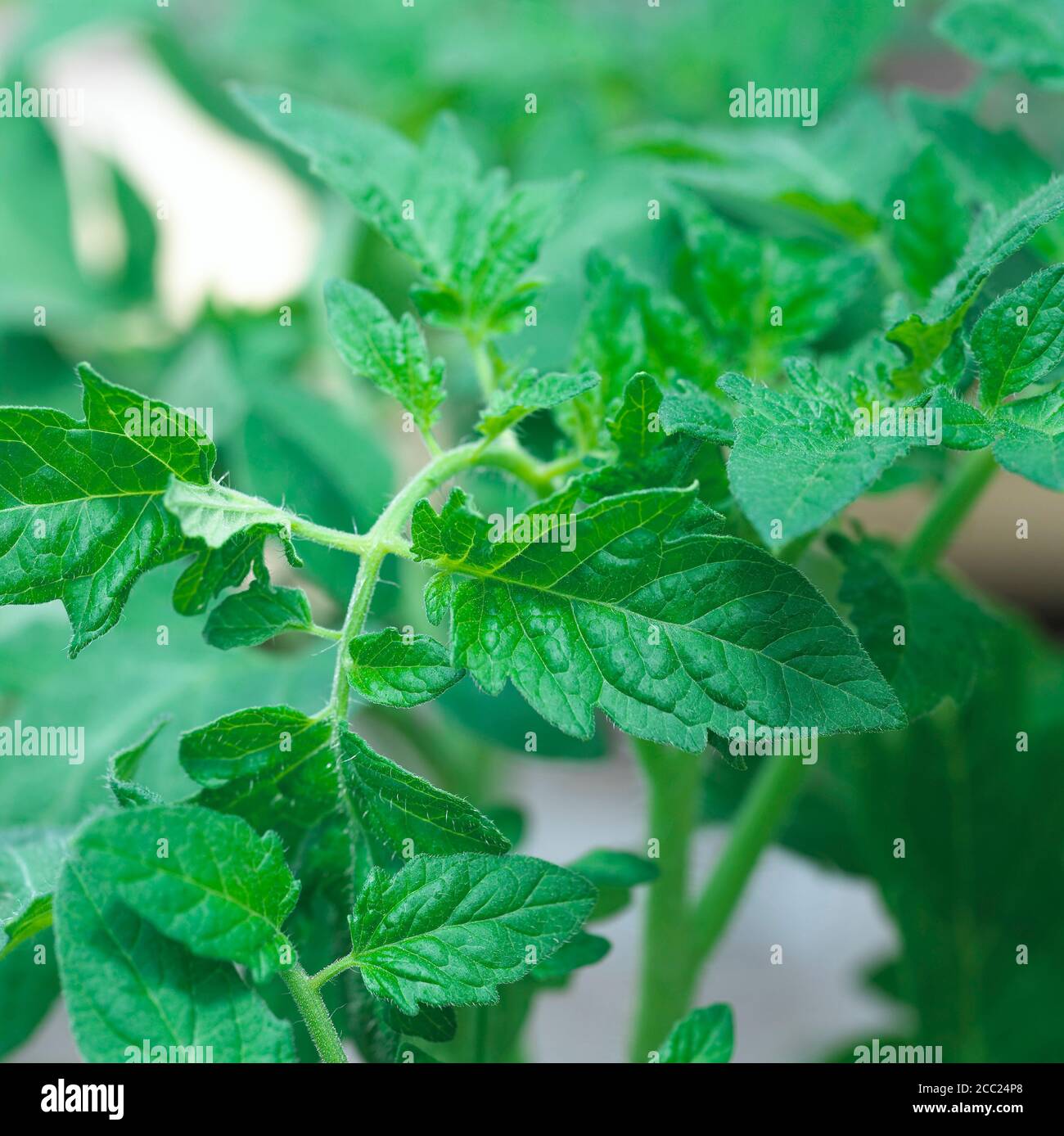 Tomato detail hi-res stock photography and images - Alamy